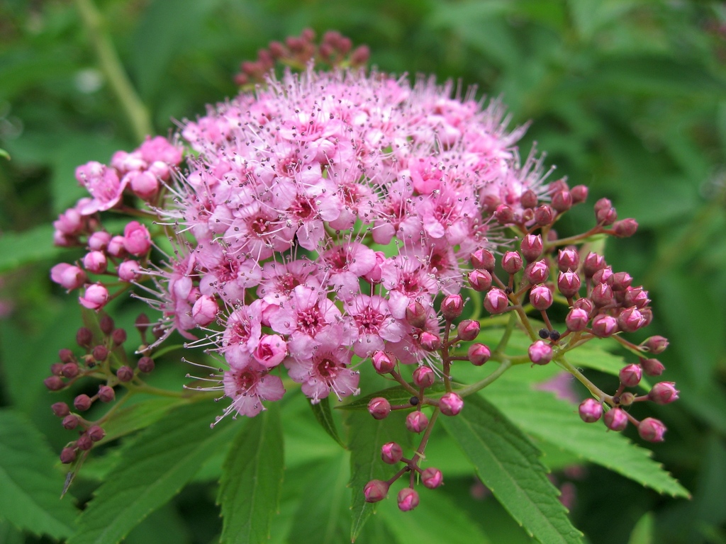 Japanese Spirea (Plants of Long Branch/Glencarlyn Park) · iNaturalist