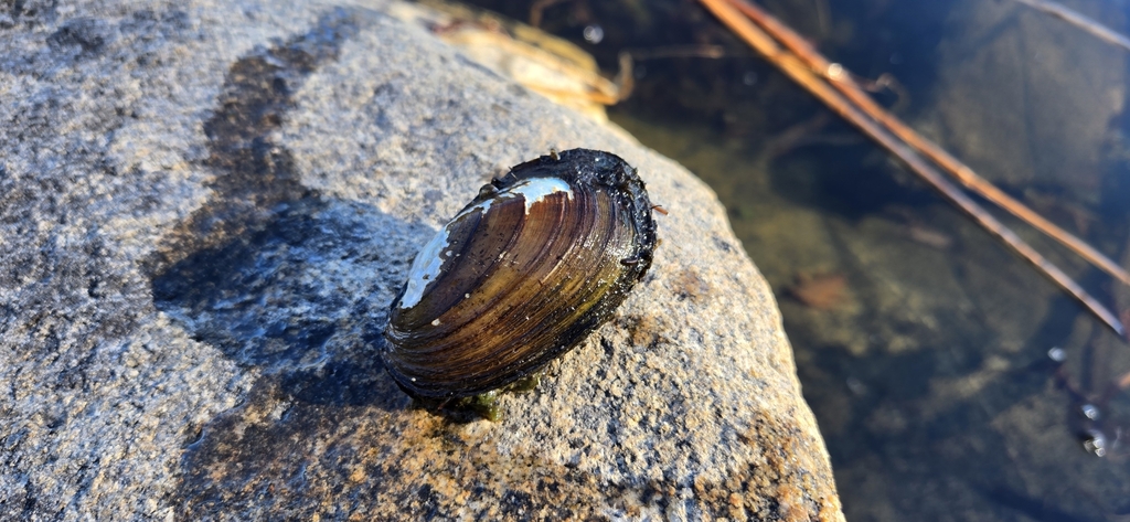 Ambleminae from Port Severn, ON L0K 1S0, Canada on November 9, 2024 at 11:55 AM by ...