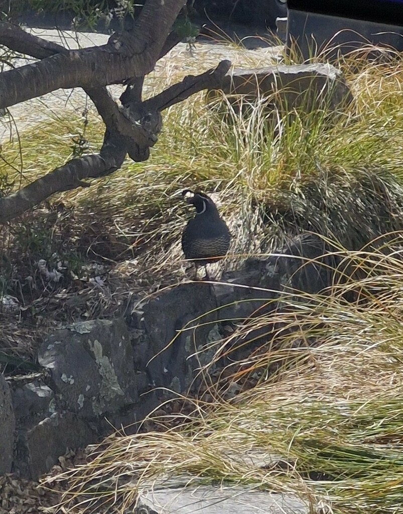 California Quail from St Martins, Christchurch 8022, New Zealand on ...