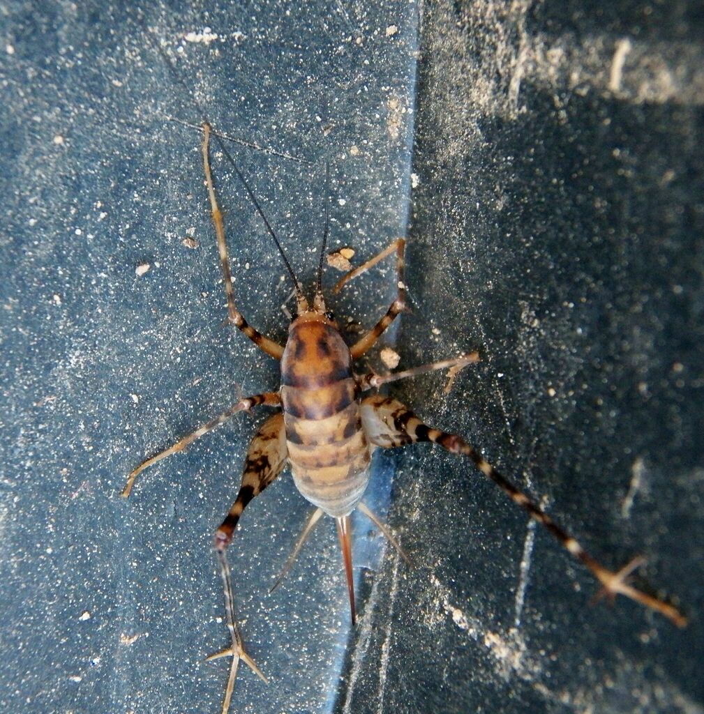 Greenhouse Camel Cricket from Barling, AR, USA on November 7, 2014 at ...