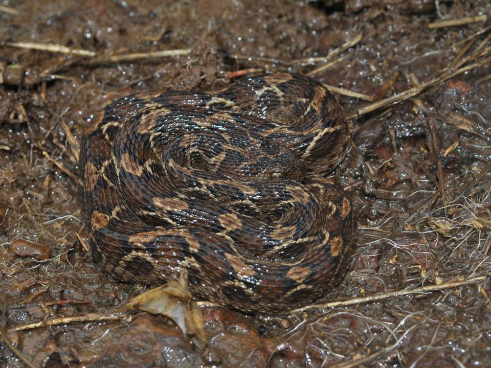 Indian saw-scaled viper from Ambolgad, Maharashtra, India on August 15 ...