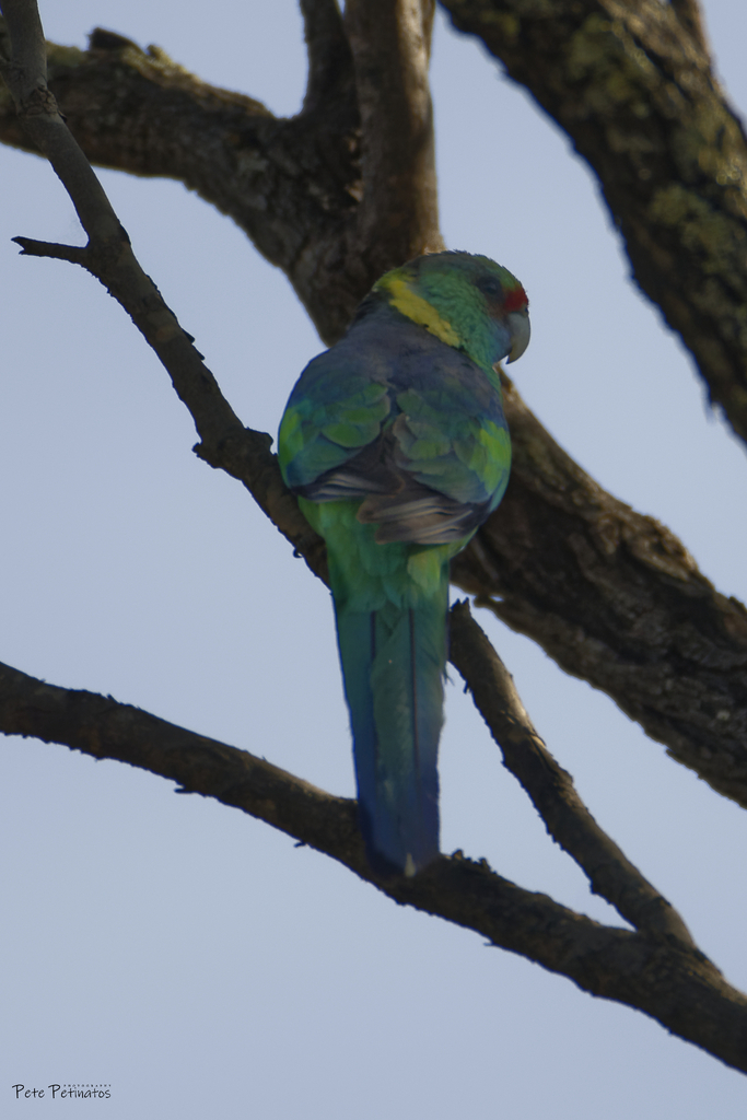 Mallee Ringneck from Yaapeet VIC 3424, Australia on November 2, 2024 at ...