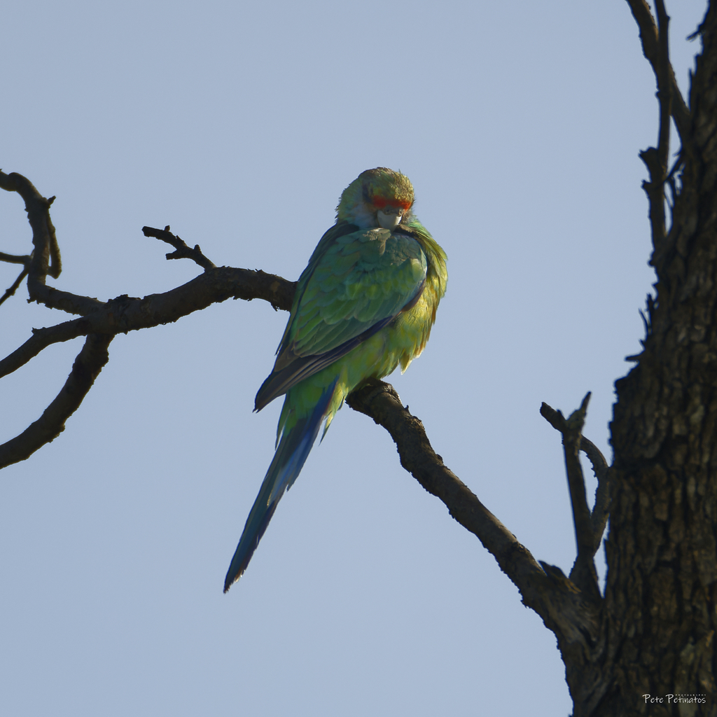 Mallee Ringneck from Yaapeet VIC 3424, Australia on November 2, 2024 at ...