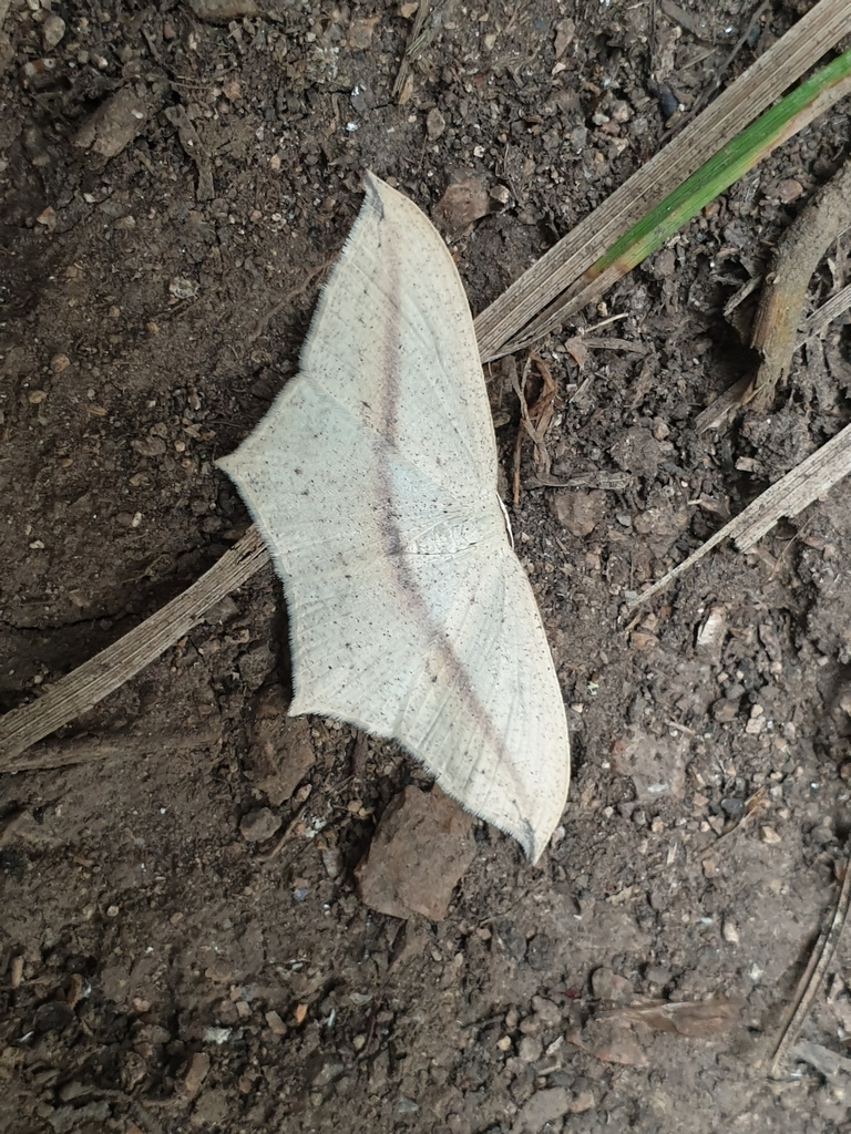 Timandra from Hangzhou, CN-ZJ, CN on November 9, 2024 at 10:36 AM by ...