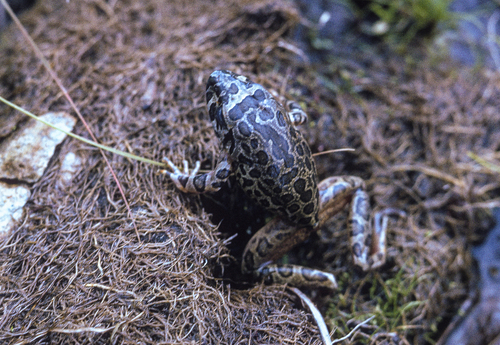 Astylosternus nganhanus · iNaturalist Mexico