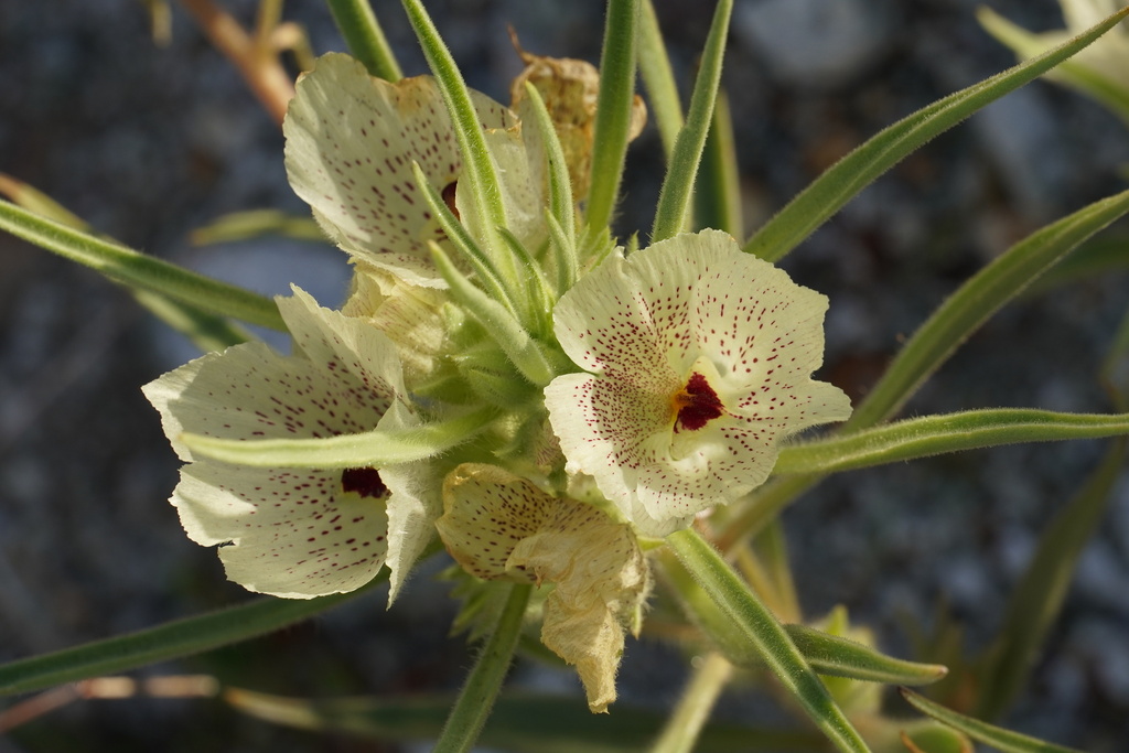 ghost flower (Mohavea confertiflora) - Botanical Realm