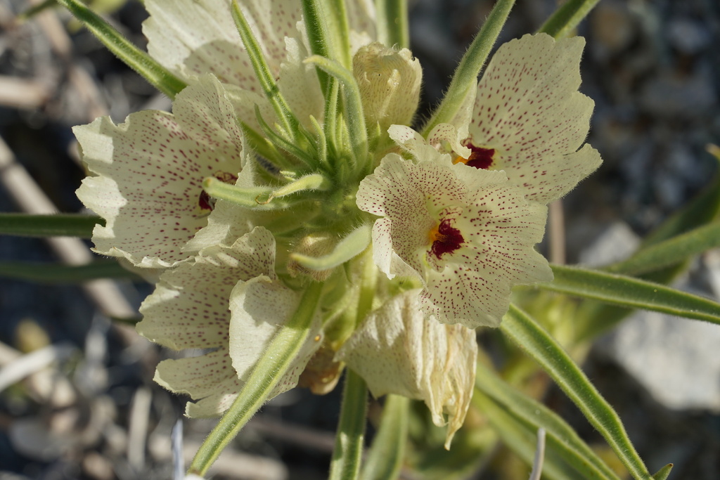 ghost flower (Mohavea confertiflora) - Botanical Realm