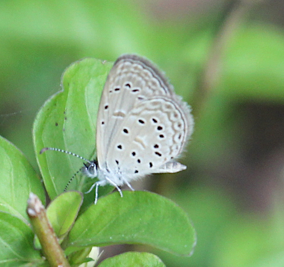 Tiny Grass Blue from Milne Hill Reserve, Chermside West QLD 4032 ...