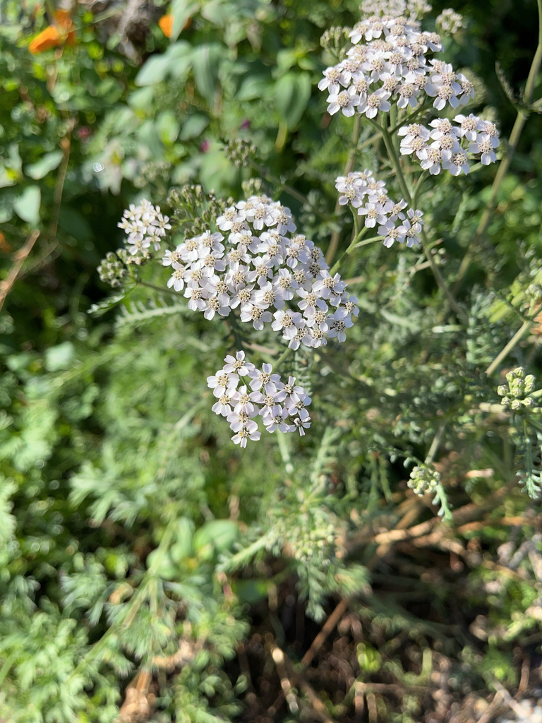 common yarrow from Triangle Park, Vancouver, BC, CA on October 16, 2024 ...