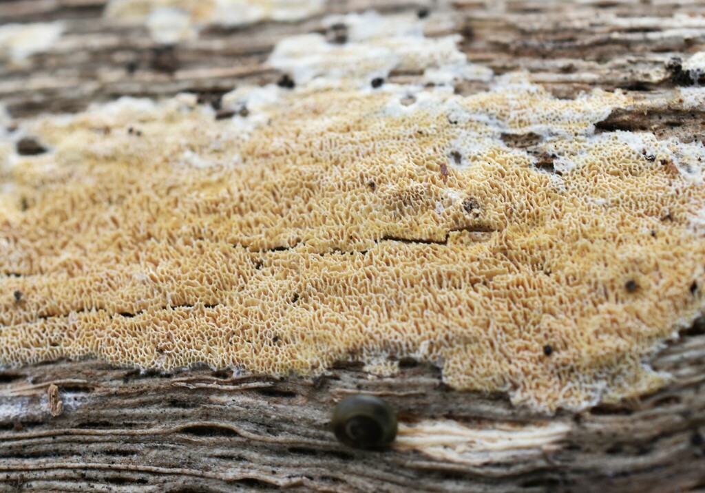 Xylodon raduloides from Mountain Park, GA, USA on November 9, 2024 at ...