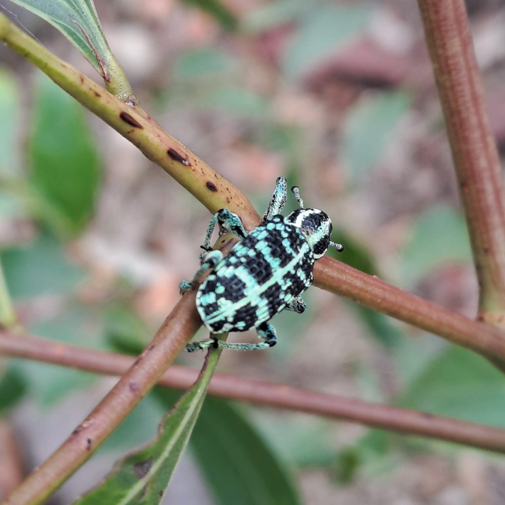 Botany Bay Diamond Weevil from Mount Coot-Tha QLD 4066, Australia on ...