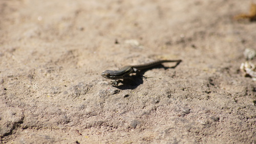Dusky Smooth-throated Lizard (Liolaemus fuscus) - Snakes and Lizards