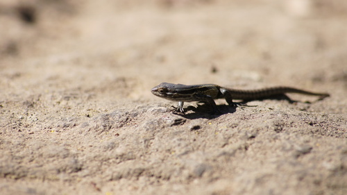 Dusky Smooth-throated Lizard (Liolaemus fuscus) - Snakes and Lizards