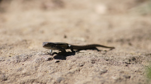 Dusky Smooth-throated Lizard (Liolaemus fuscus) - Snakes and Lizards