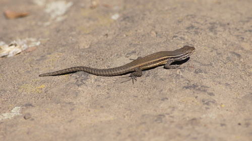 Dusky Smooth-throated Lizard (Liolaemus fuscus) - Snakes and Lizards