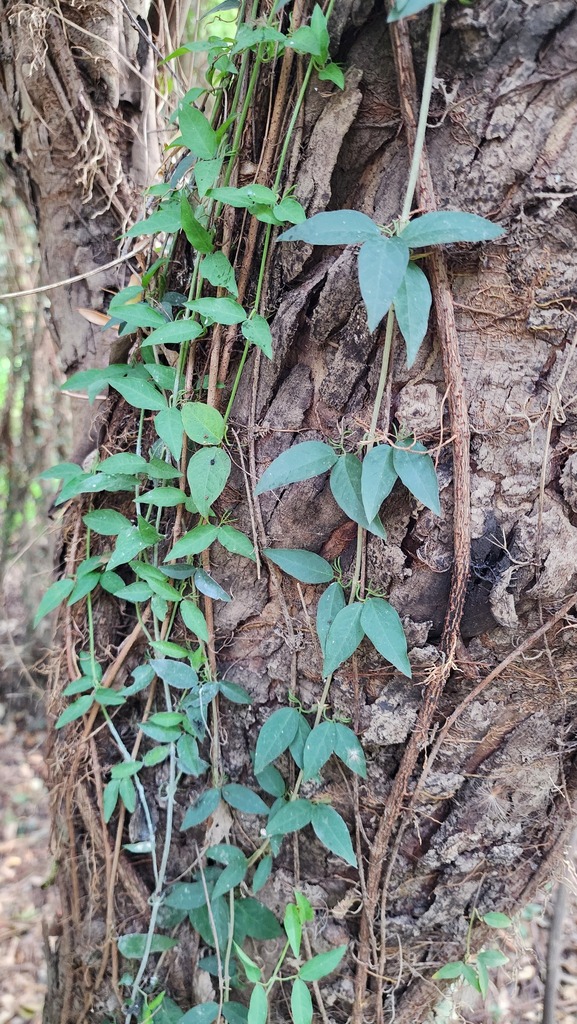 Catclaw vine from Brisbane QLD, Australia on November 10, 2024 at 07:16 ...