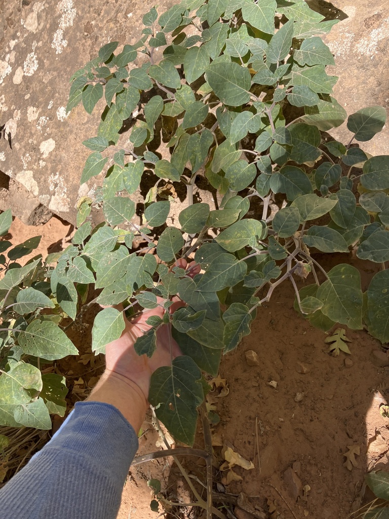 Sacred Datura from Zion National Park, Zion, Washington County, US-UT ...