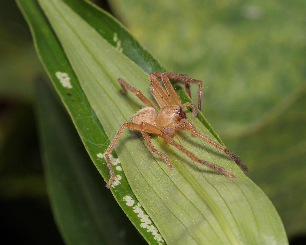 Golden Huntsman Spiders from Nong Kaeo, Prachantakham District, Prachin ...