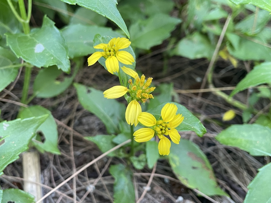 sea daisy from Sakhu, Thalang District, Phuket 83110, Таиланд on ...