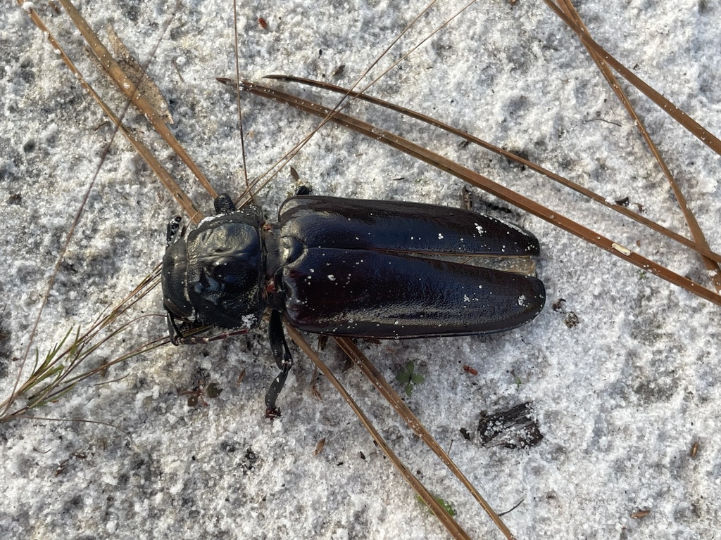 Live-oak Root Borer from Malabar Rd, Malabar, FL, US on November 9 ...