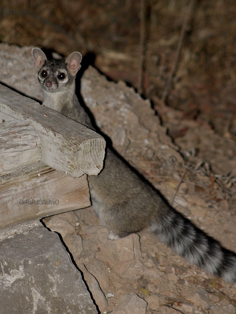 Ringtail from Haras Cdad. Ecológica, Pue., México on April 19, 2024 at ...