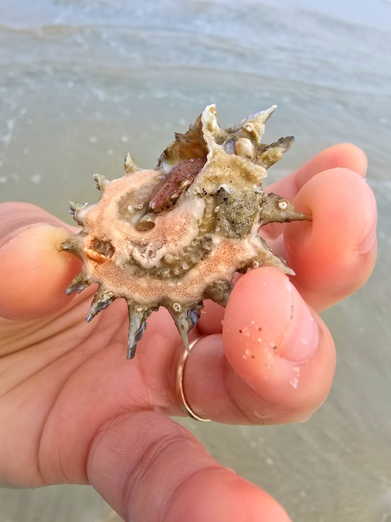 Circular Saw Shell from Lawyers Head, Dunedin, New Zealand on November ...