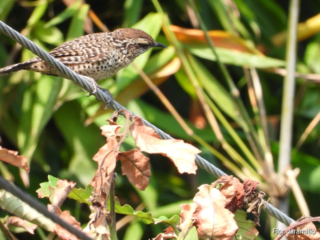 Spotted Wren from LUNAH BOSQUE AVANDARO on November 3, 2024 at 09:58 AM ...