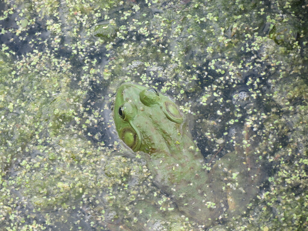 American Bullfrog from Cook County, IL, USA on September 6, 2024 at 12: ...
