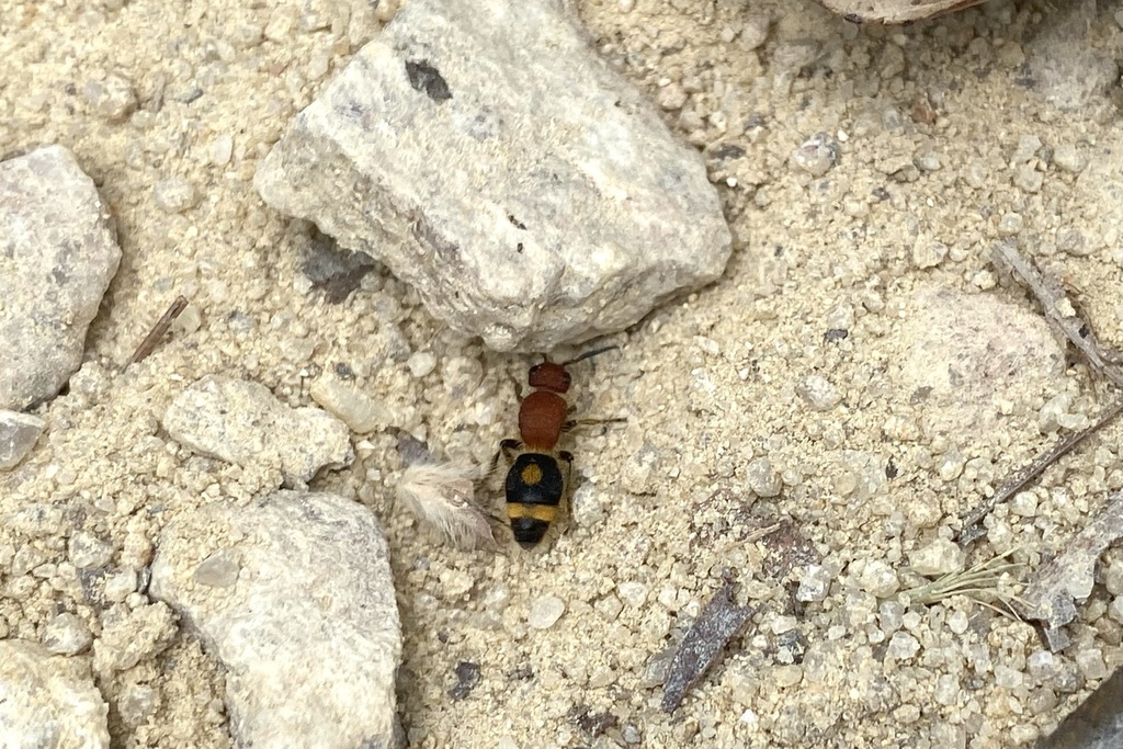 Odontomutilla uranioides from Tuen Mun, HK on November 9, 2024 by gary ...