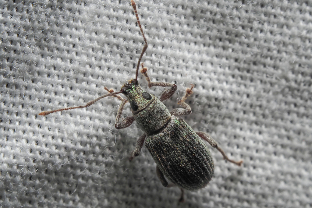 Asian Oak Weevil from Spooky Hollow Nature Sanctuary, Normandale ...