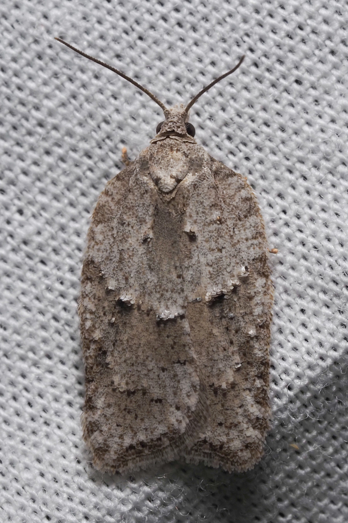 North American Black-headed Birch Leaffolder Moth from Spooky Hollow ...