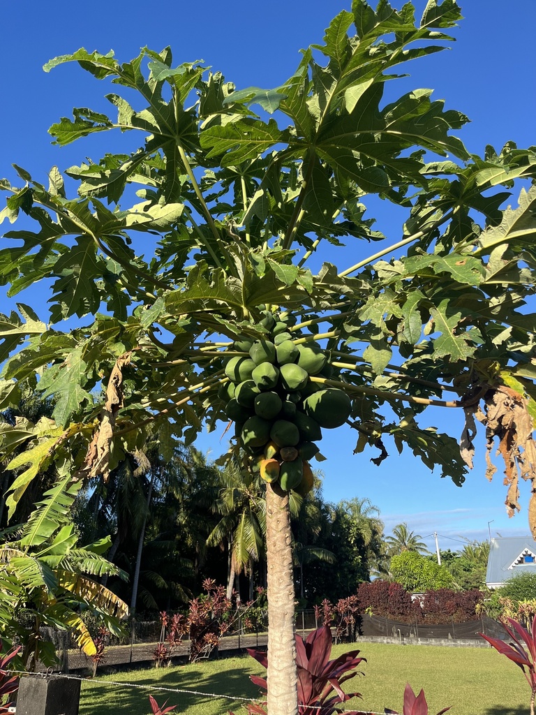 Papaya from Tahiti, Papara, French Polynesia, PF on November 8, 2024 at ...