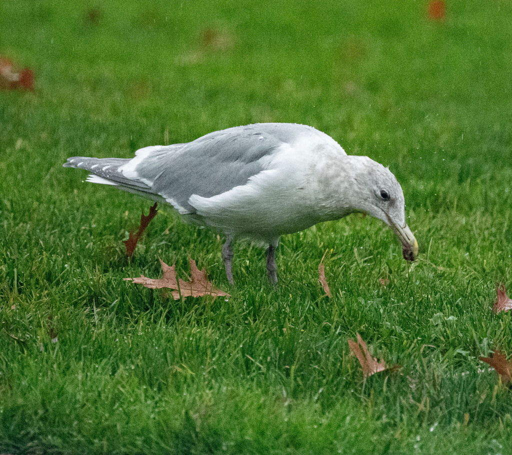 Glaucous-winged Gull from East Vancouver, Vancouver, BC, Canada on ...