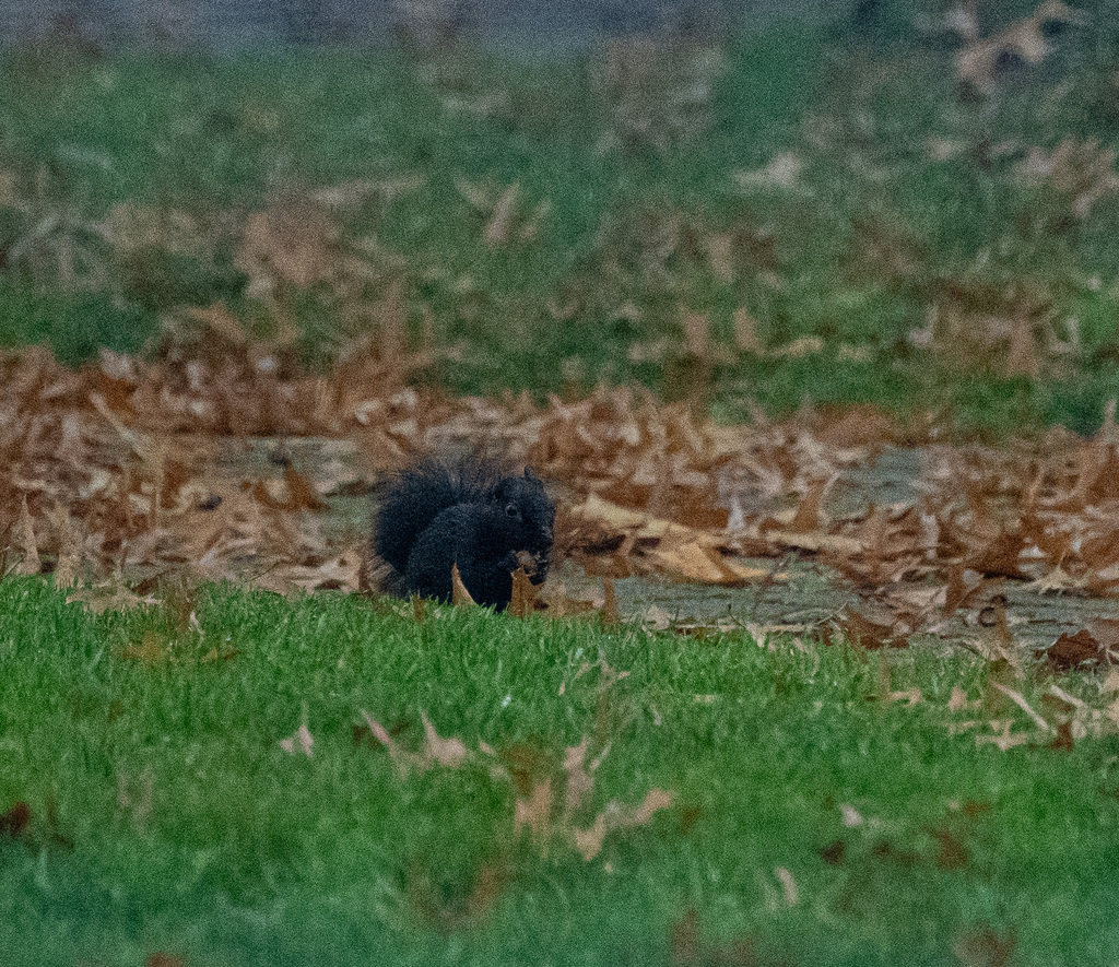 Eastern Gray Squirrel from East Vancouver, Vancouver, BC, Canada on ...