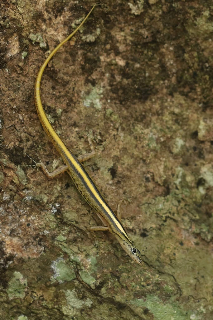 Yellow-striped Slender Tree Skink from Makiling Botanical Gardens ...