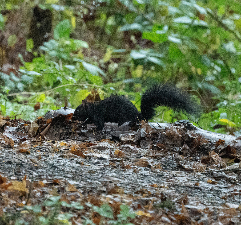 Eastern Gray Squirrel from East Vancouver, Vancouver, BC, Canada on ...