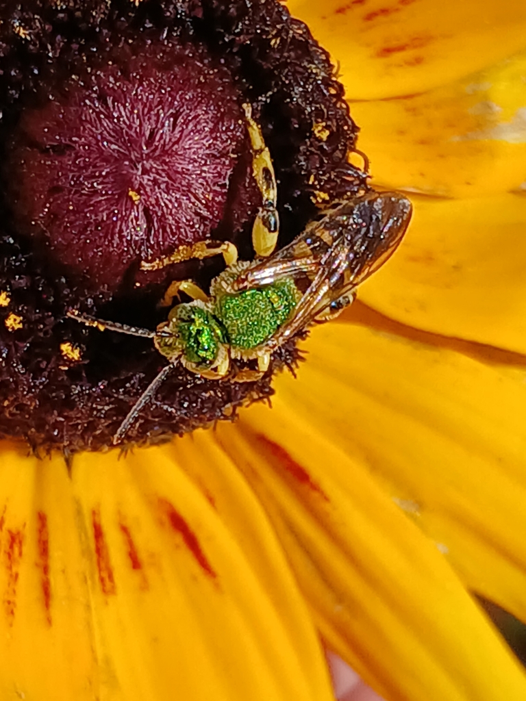 Brown-winged Striped Sweat Bee from Norman, OK 73071, USA on November 9 ...