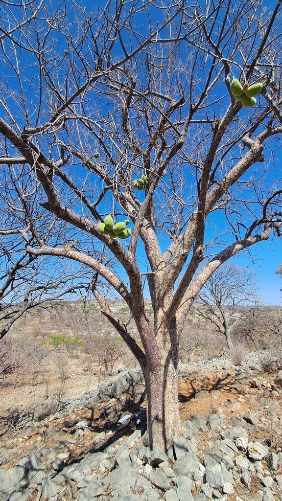 African Star-Chestnut from Kunene Region, Namibia on November 5, 2024 ...