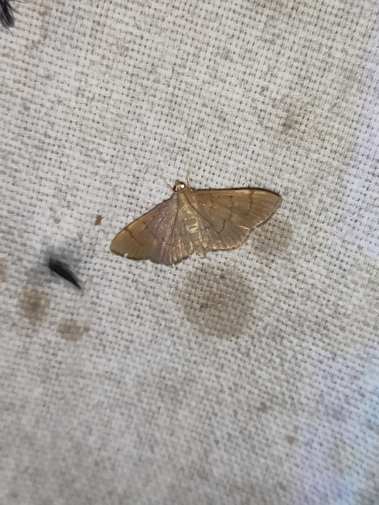 Pearl Moths from Pasighat 791102 on May 19, 2022 at 09:25 PM by Dev ...