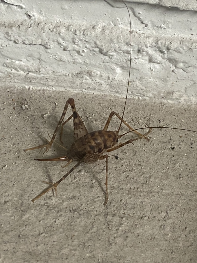 Greenhouse Camel Cricket from E 9th St, Kansas City, MO, US on November ...