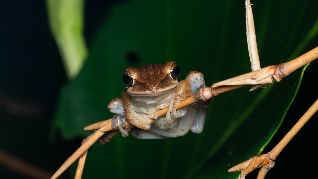 Common Southeast Asian Tree Frog from Central Water Catchment ...