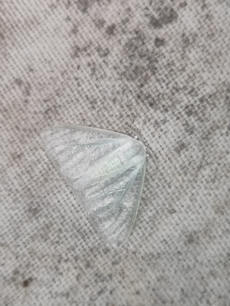 Arctornis from Upper Siang, Arunachal Pradesh, India on May 20, 2022 at ...