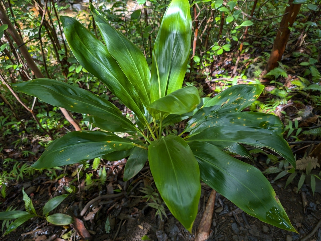 Ti from Palolo, Honolulu, HI, USA on November 9, 2024 at 11:42 AM by ...