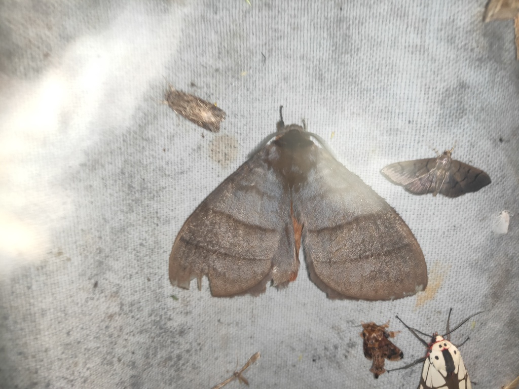 Eupterotinae from Upper Siang, IN-AR, IN on May 21, 2022 at 08:51 PM by ...