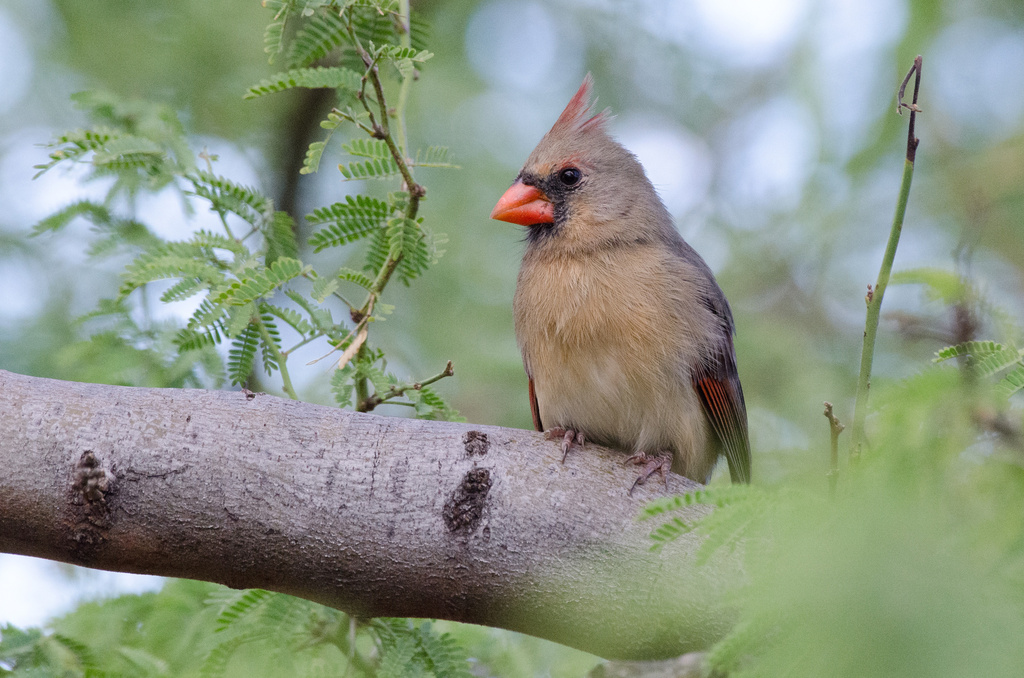 Northern Cardinal from Hawaiʻi, Waikoloa, HI, US on November 9, 2024 at ...