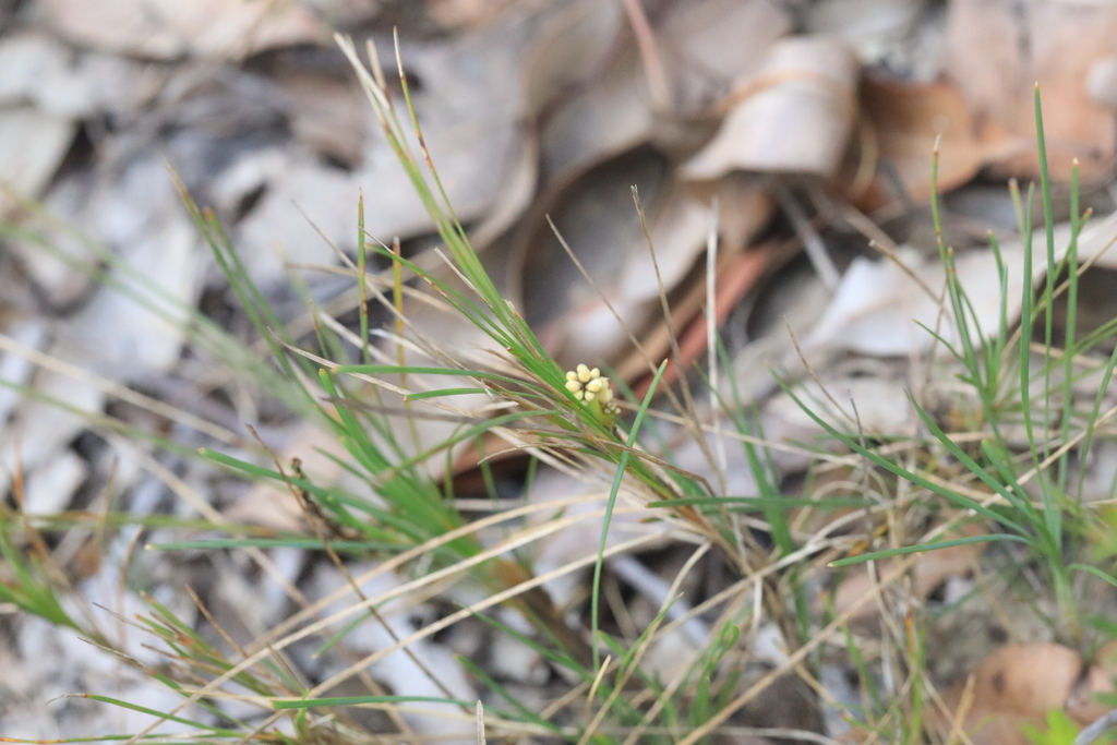 Pale Mat-rush from Kariong NSW 2250, Australia on October 29, 2024 at ...