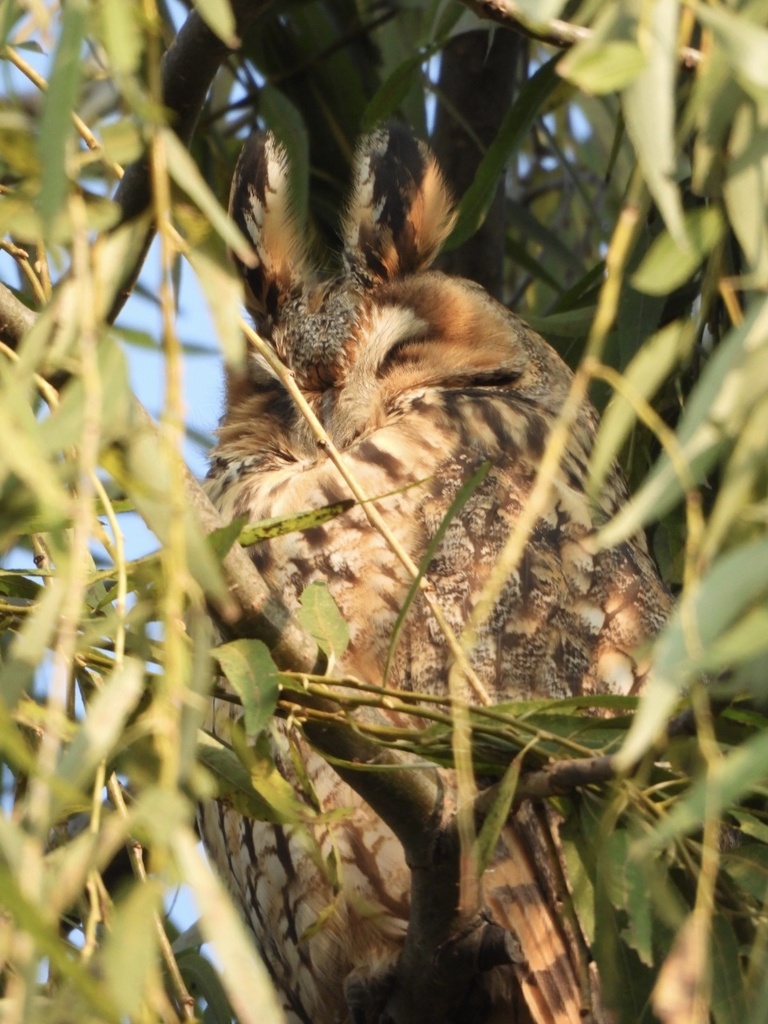 Long-eared Owl from 南海子公园, 北京市, CN on November 10, 2024 at 10:39 AM by ...