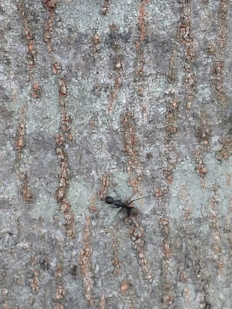 Japanese Carpenter Ant from Leopalace, 57 上若松町 金沢市 石川県 920-1166 日本 on ...