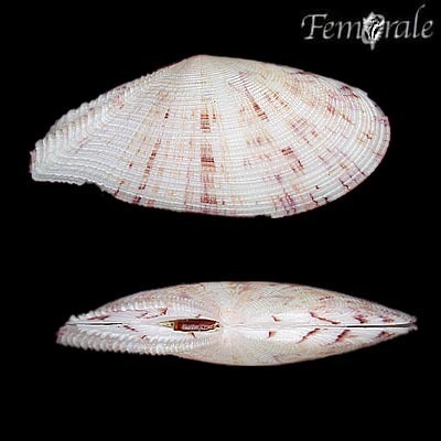 小樱蛤属 (Tellinella)