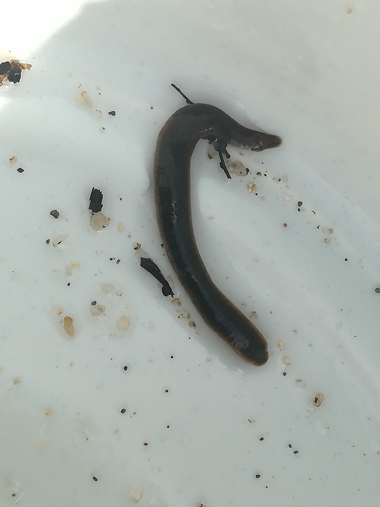 Segmented Worms from Otsu, Shiga, Japan on May 18, 2024 at 02:57 PM by ...